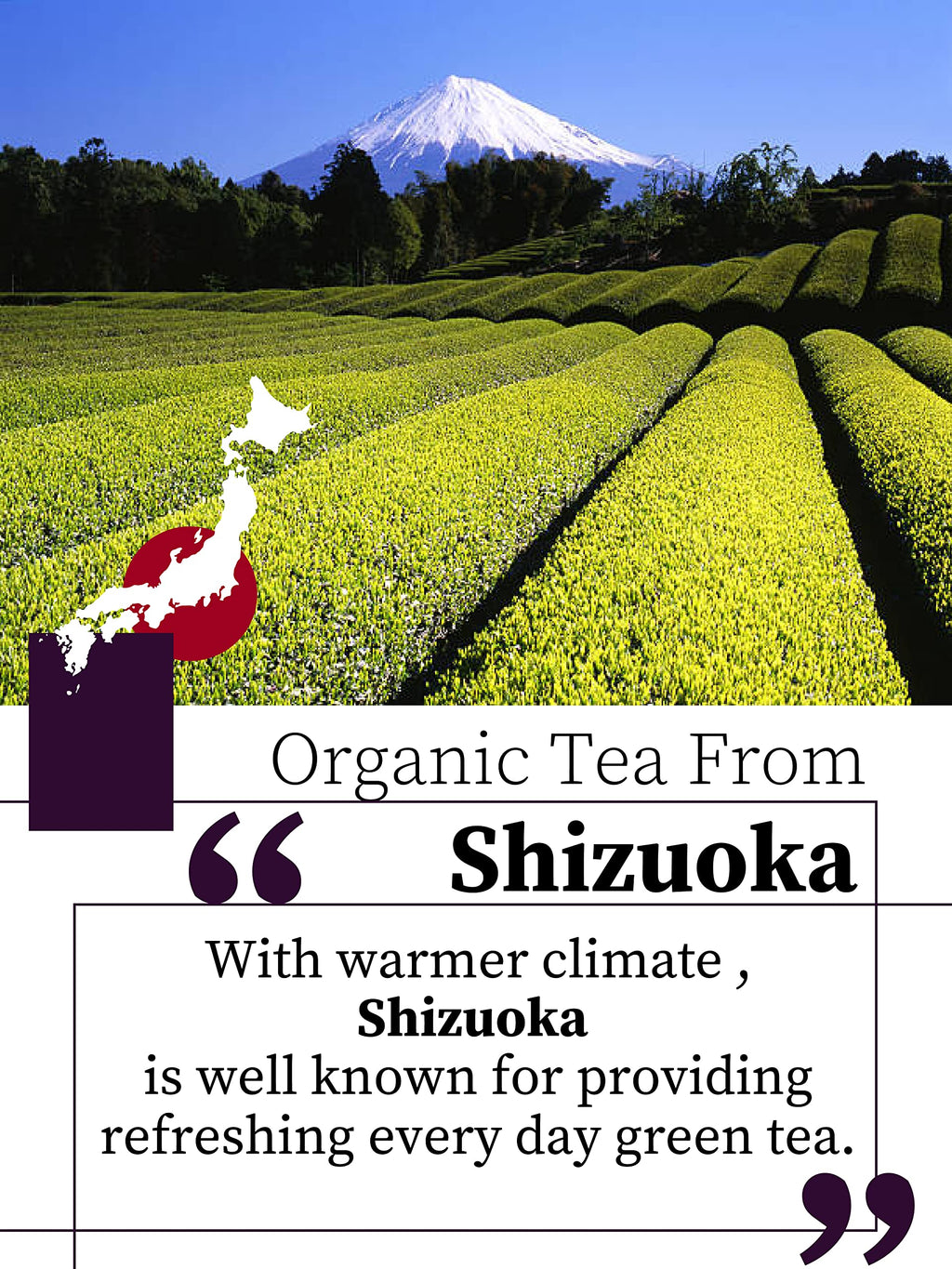 green tea caffeine content explained