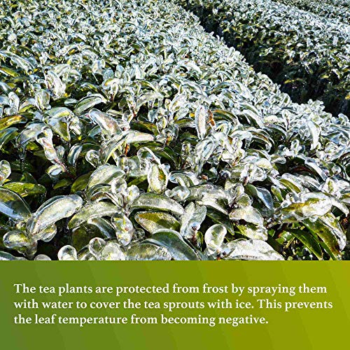 green tea caffeine content explained