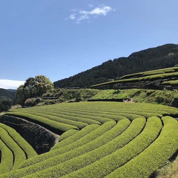 green tea caffeine levels explained