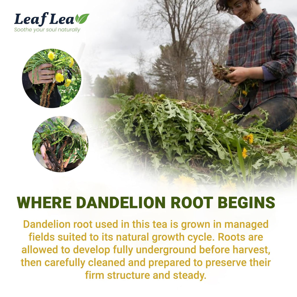green tea extract and dandelion infusion