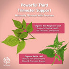green tea extract for energy