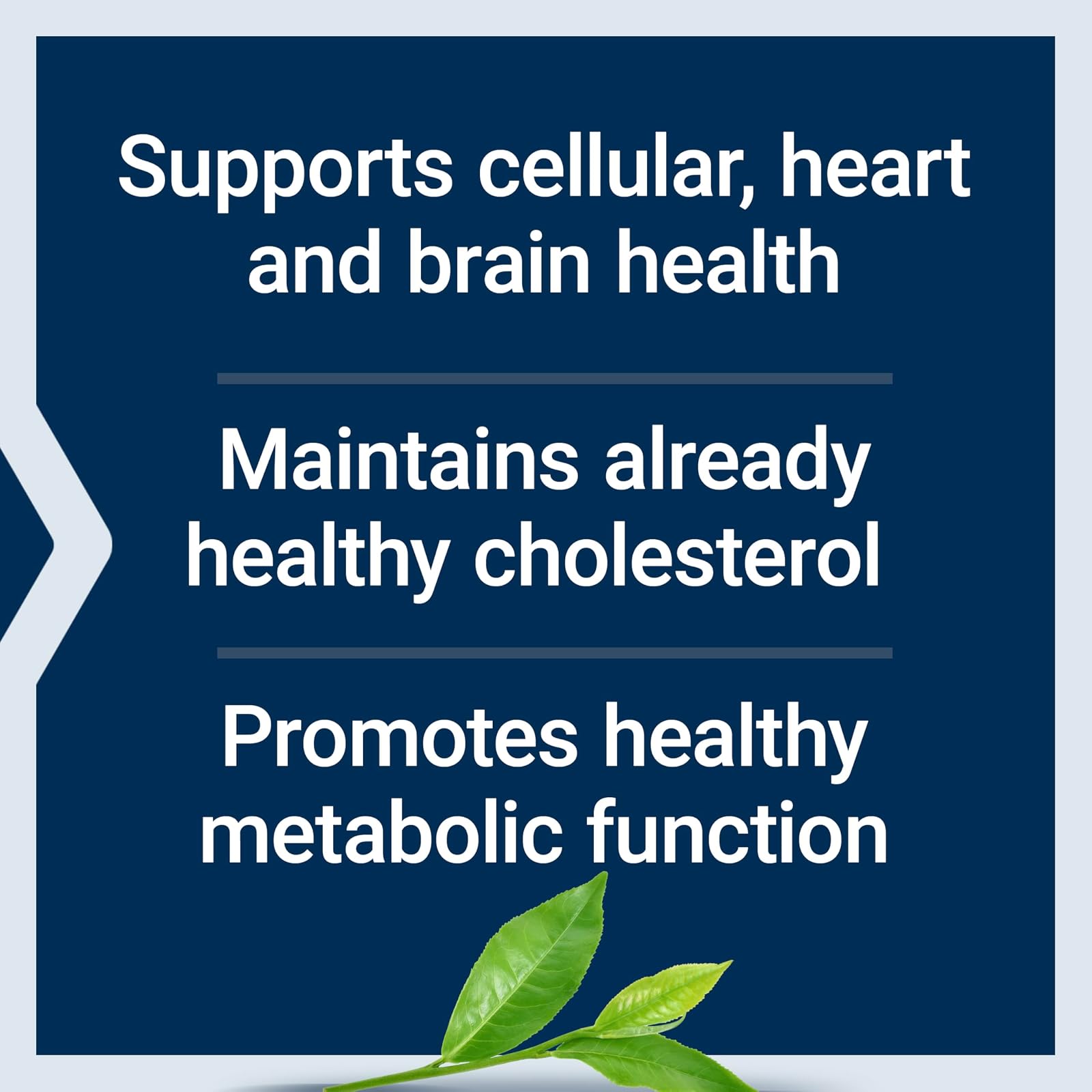 green tea extract for weight management