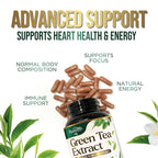 green tea extract immune support