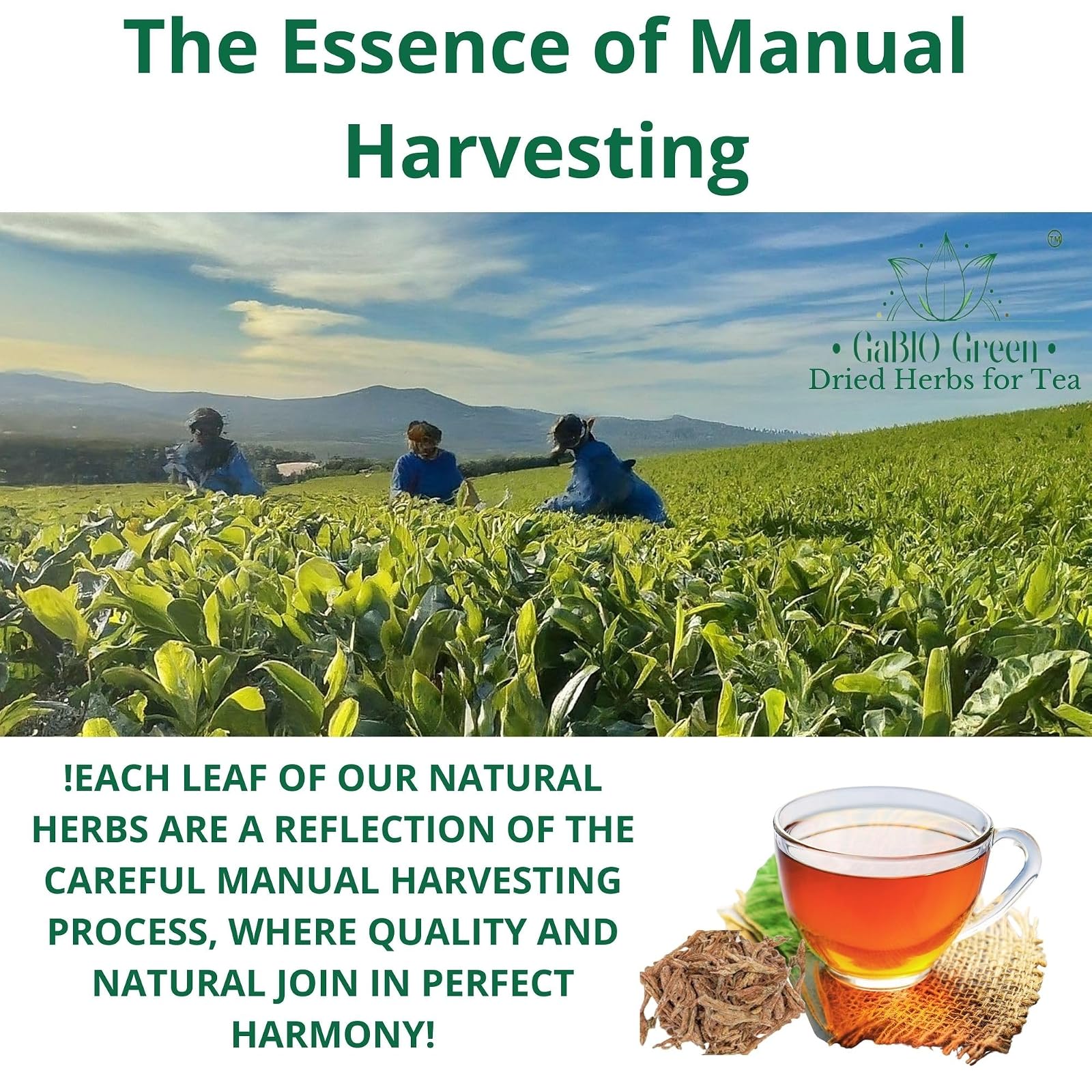 Green tea extract in resealable bag