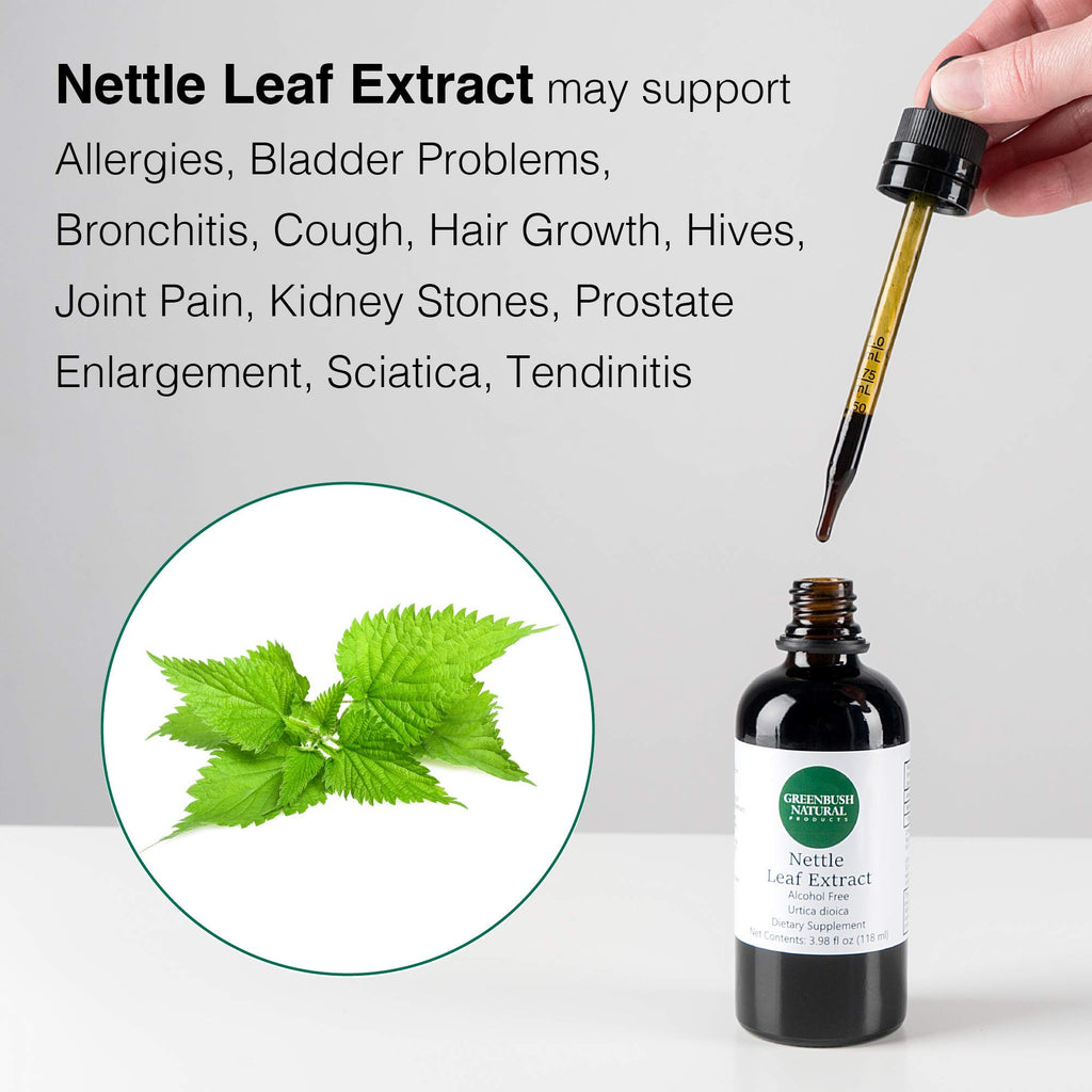 Greenbush nettle leaf health benefits