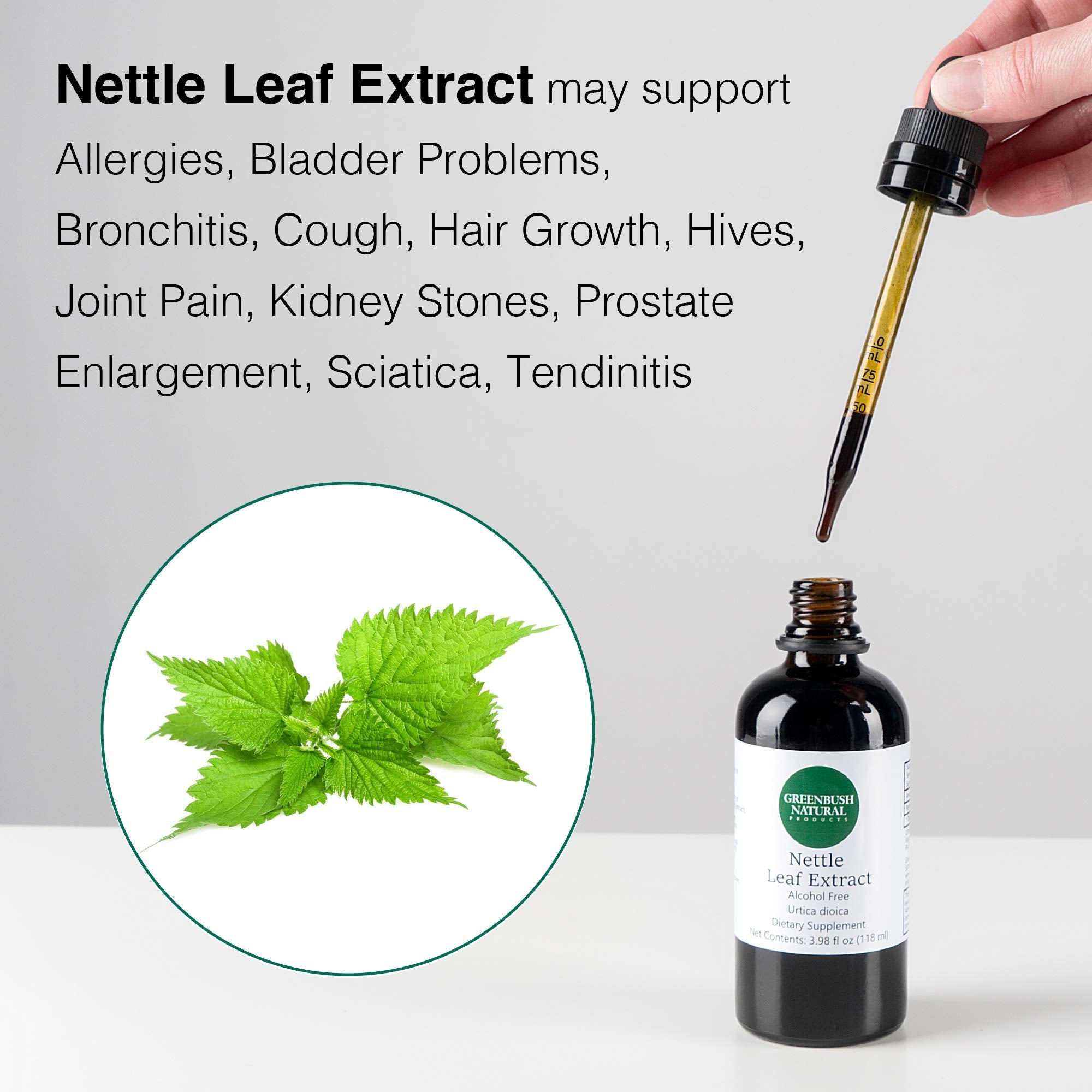 Greenbush nettle leaf health benefits