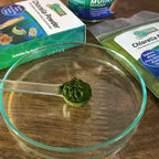 GreenWaterFarm chlorella for energy boost