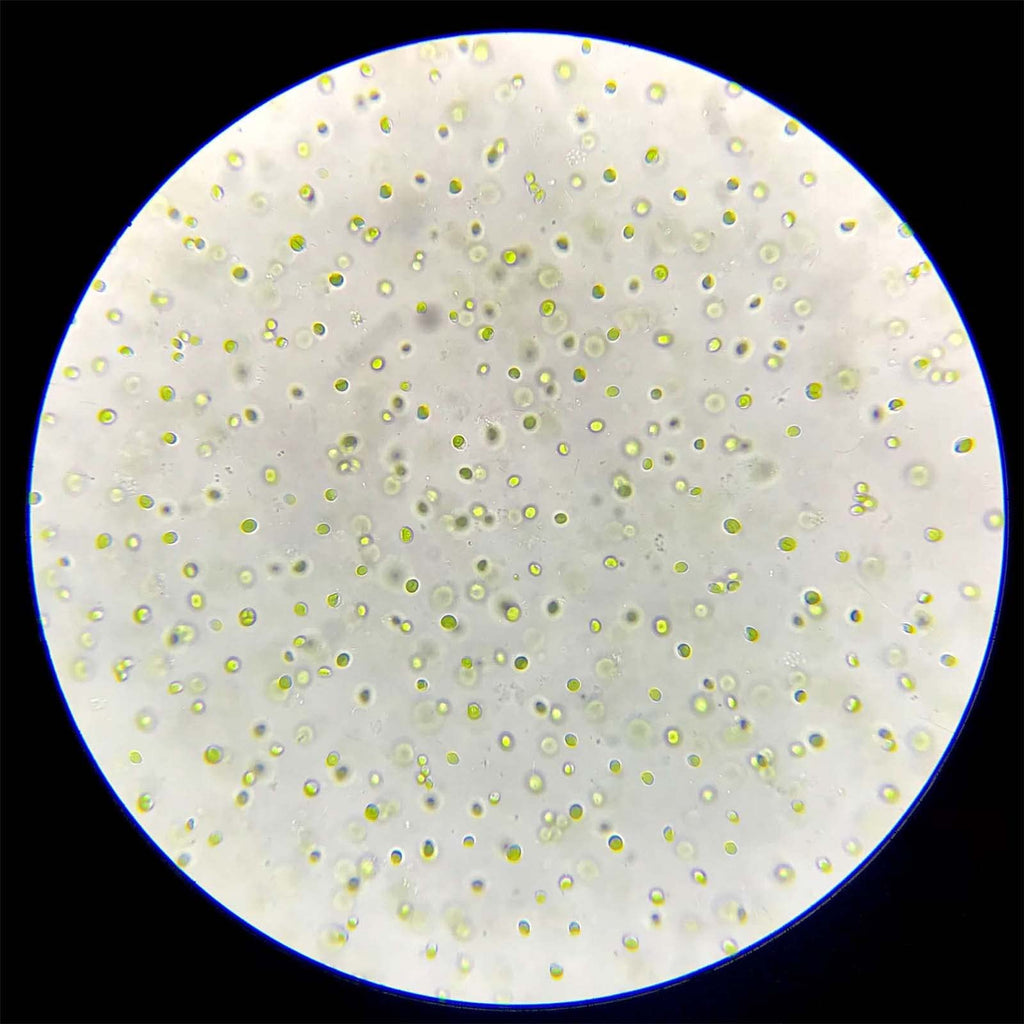 GreenWaterFarm chlorella for immune support