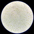 GreenWaterFarm chlorella for immune support