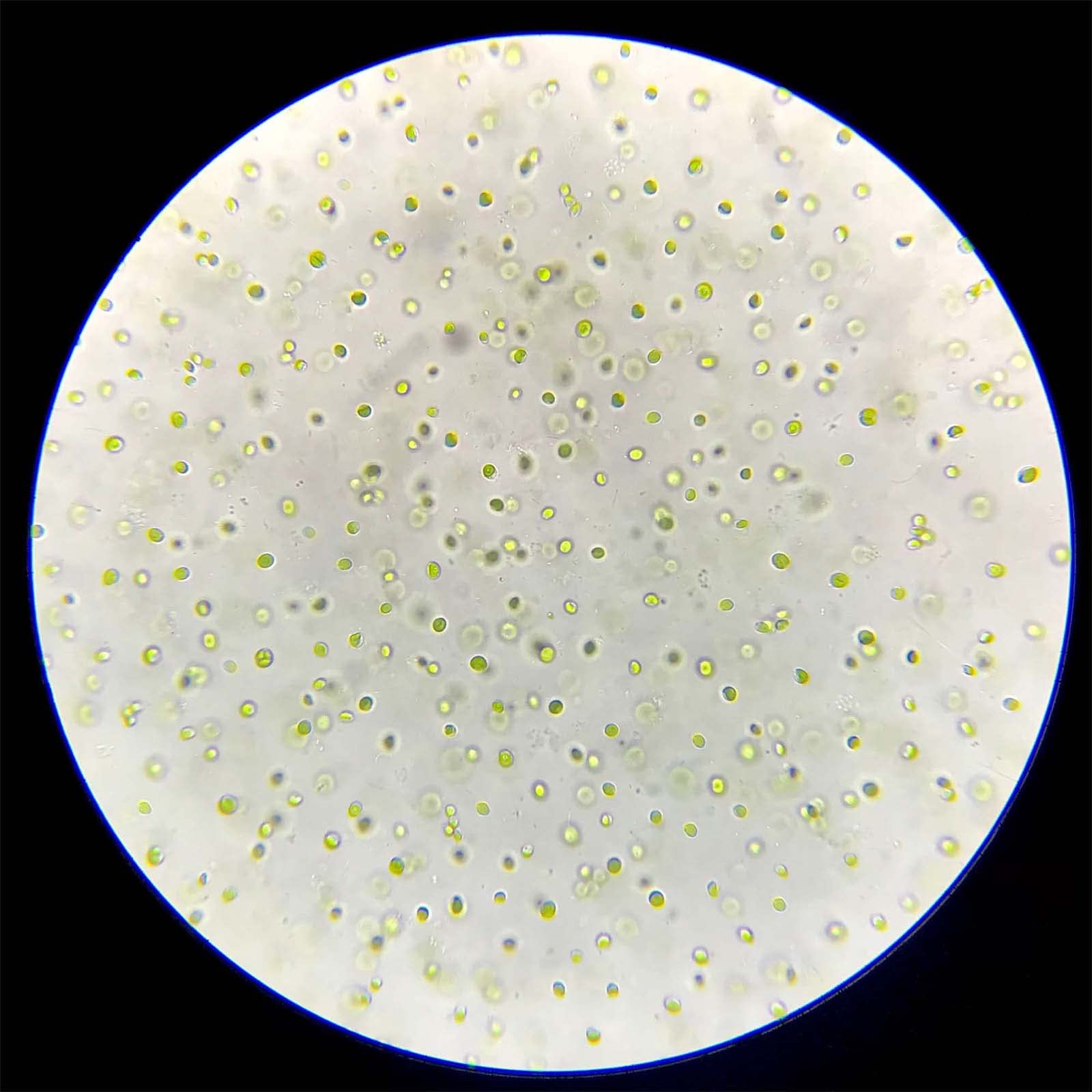 GreenWaterFarm chlorella for immune support