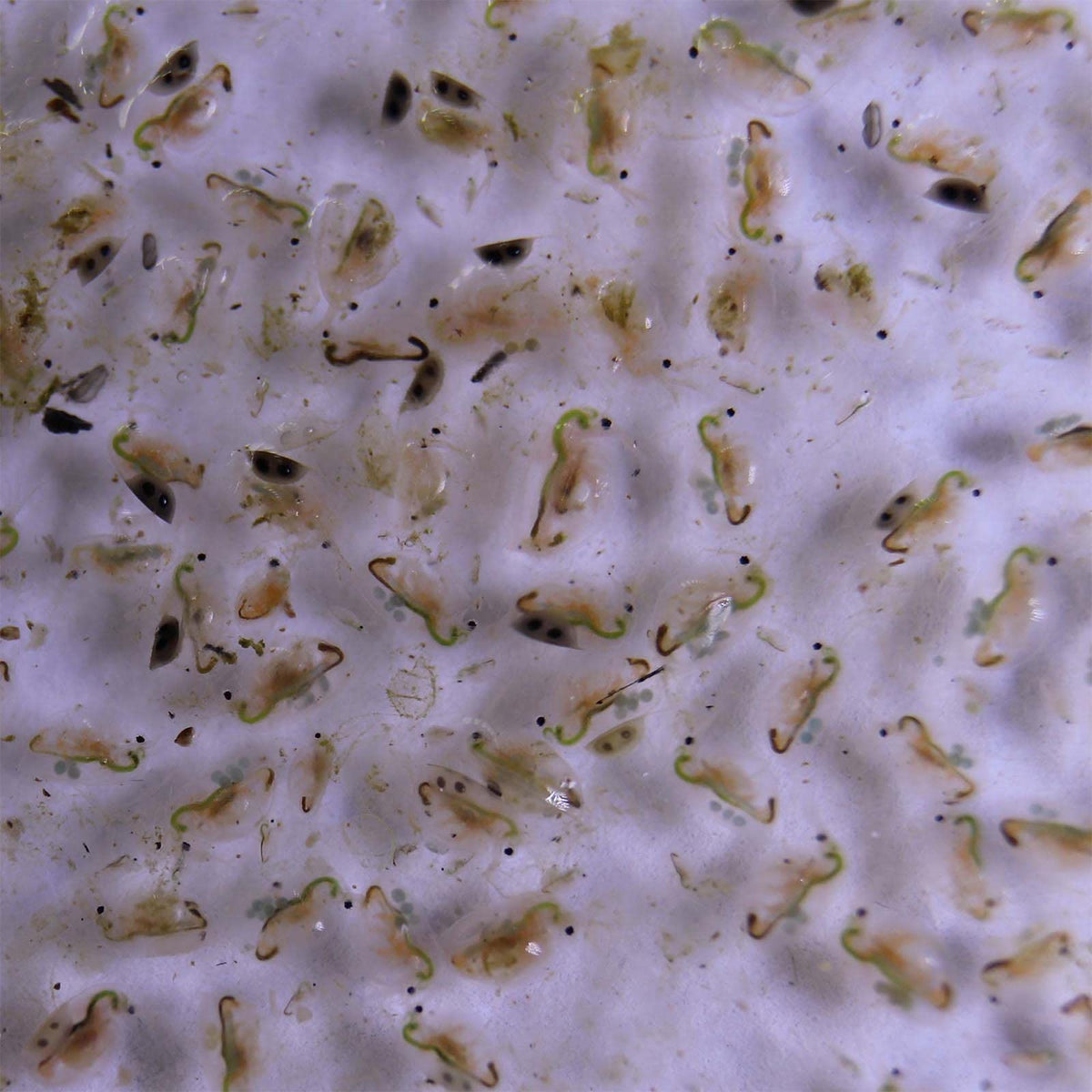 GreenWaterFarm chlorella for vegan diets