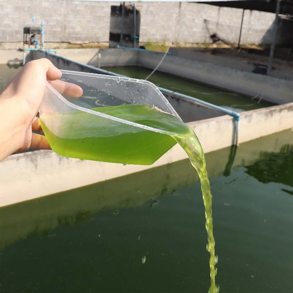 GreenWaterFarm concentrated chlorella for Moina