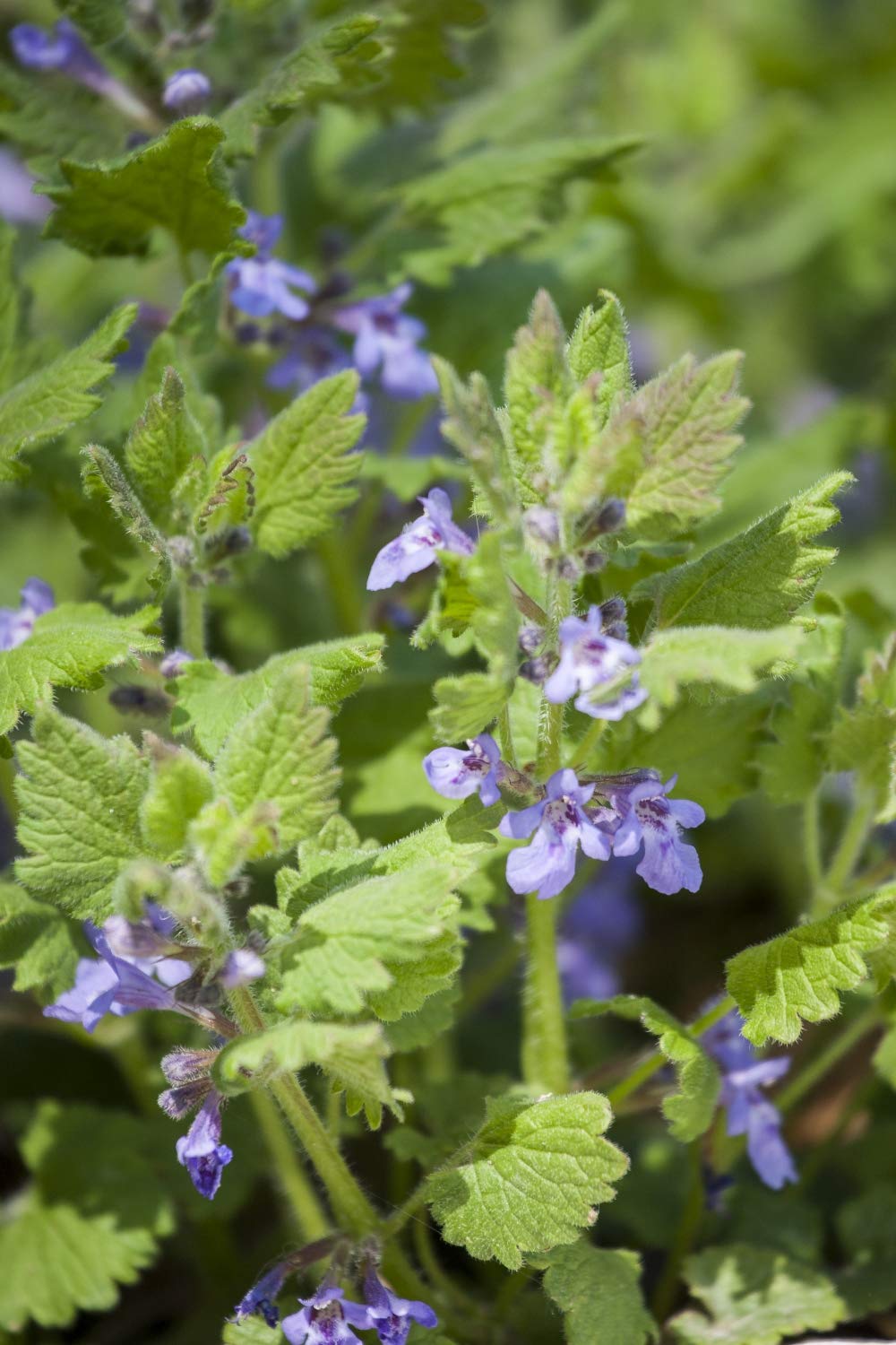 Ground Ivy tea for digestive health