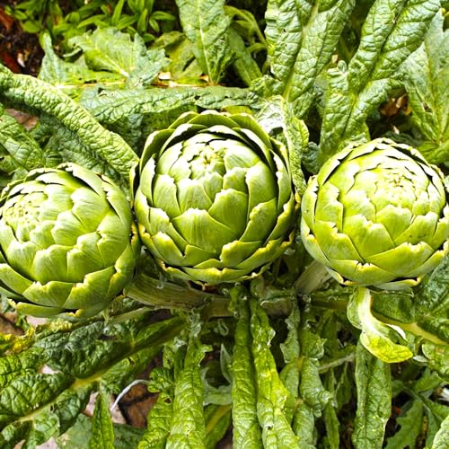 grow your own artichoke plants