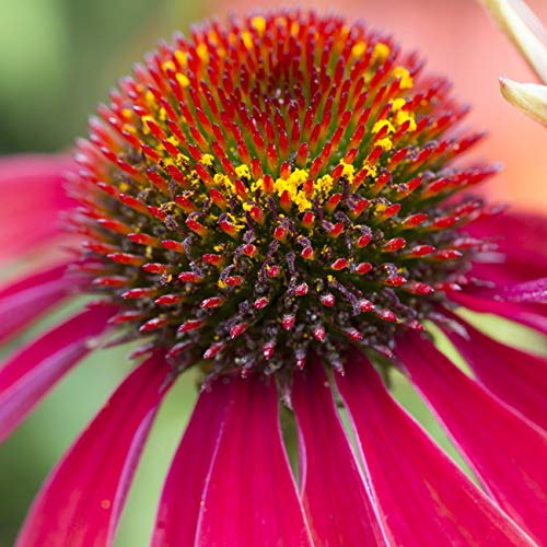 Grow your own Echinacea at home