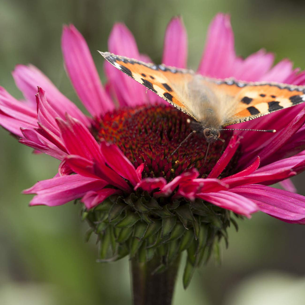 Grow your own echinacea