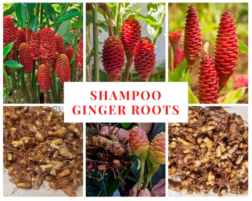 Grow your own ginger at home