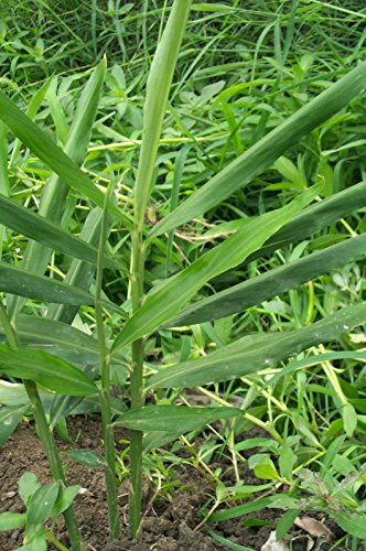 grow your own ginger plants