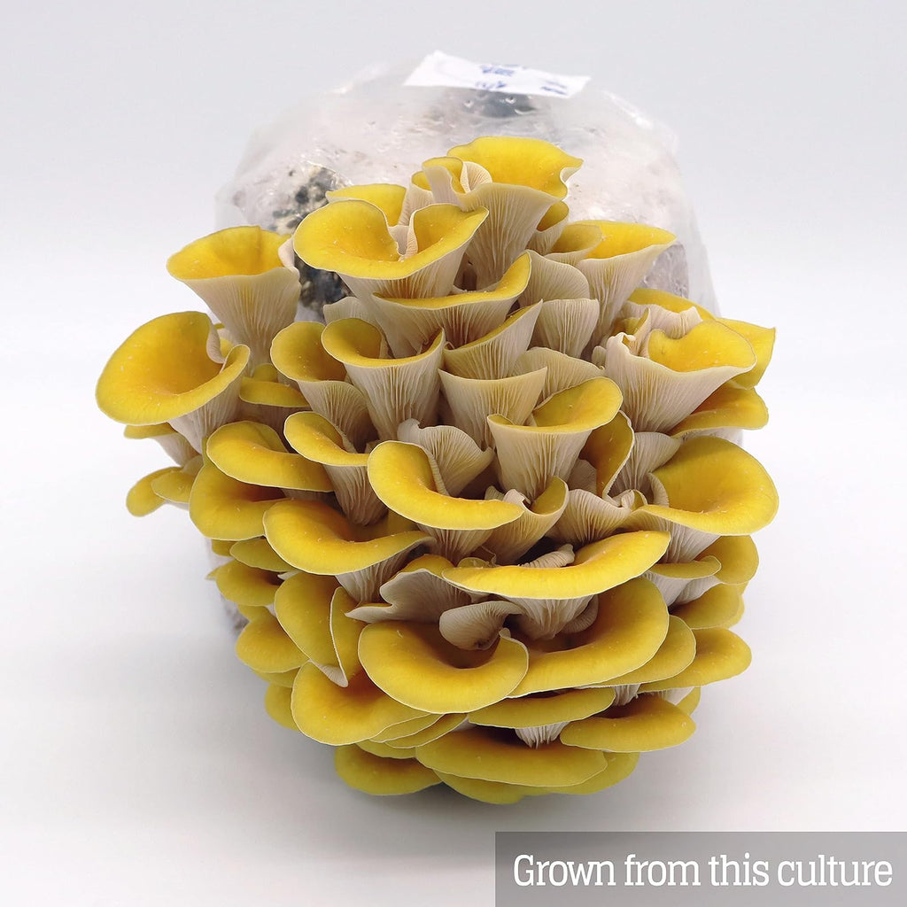 Grow your own Golden Oyster mushrooms