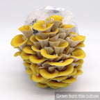 Grow your own Golden Oyster mushrooms