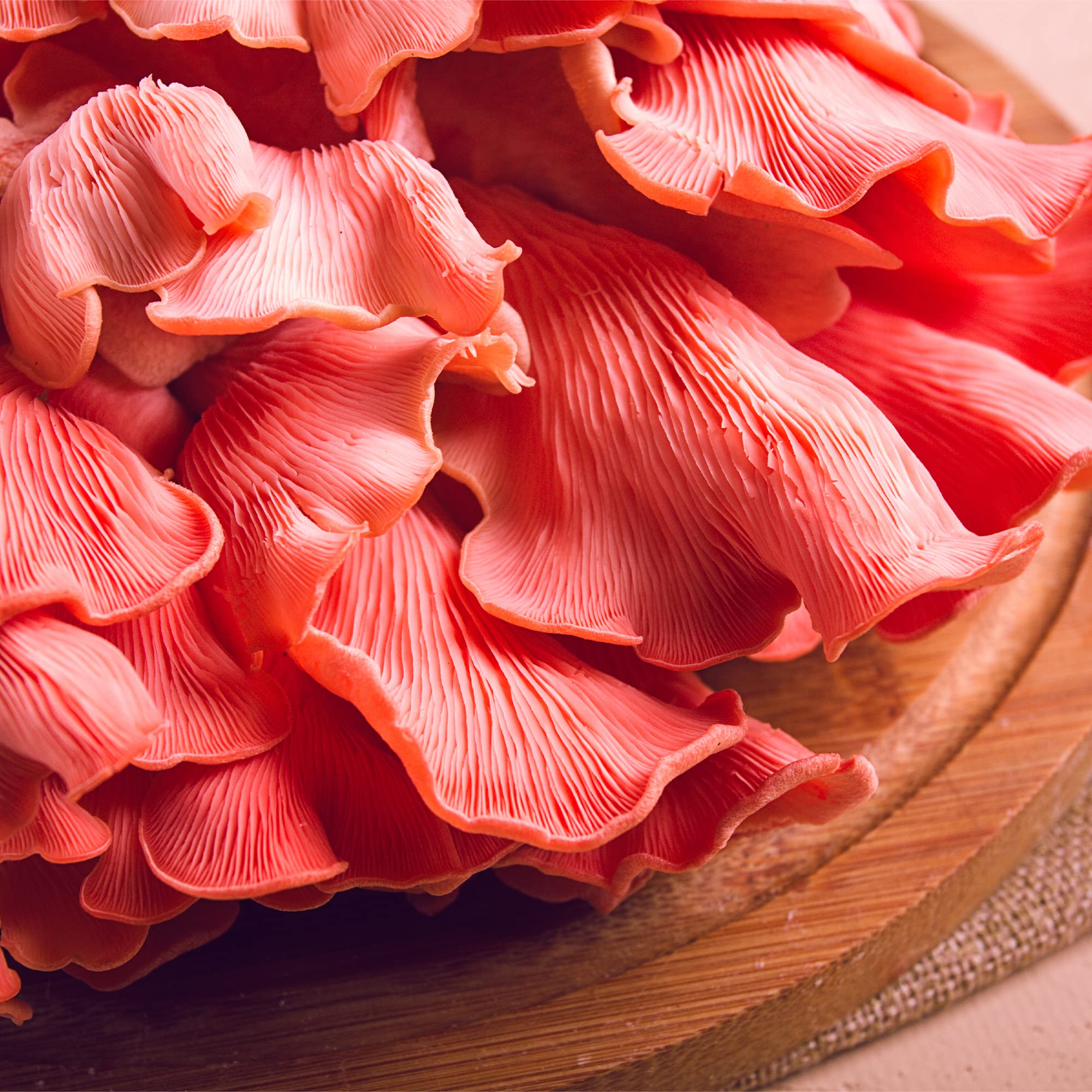 Grow your own gourmet mushrooms
