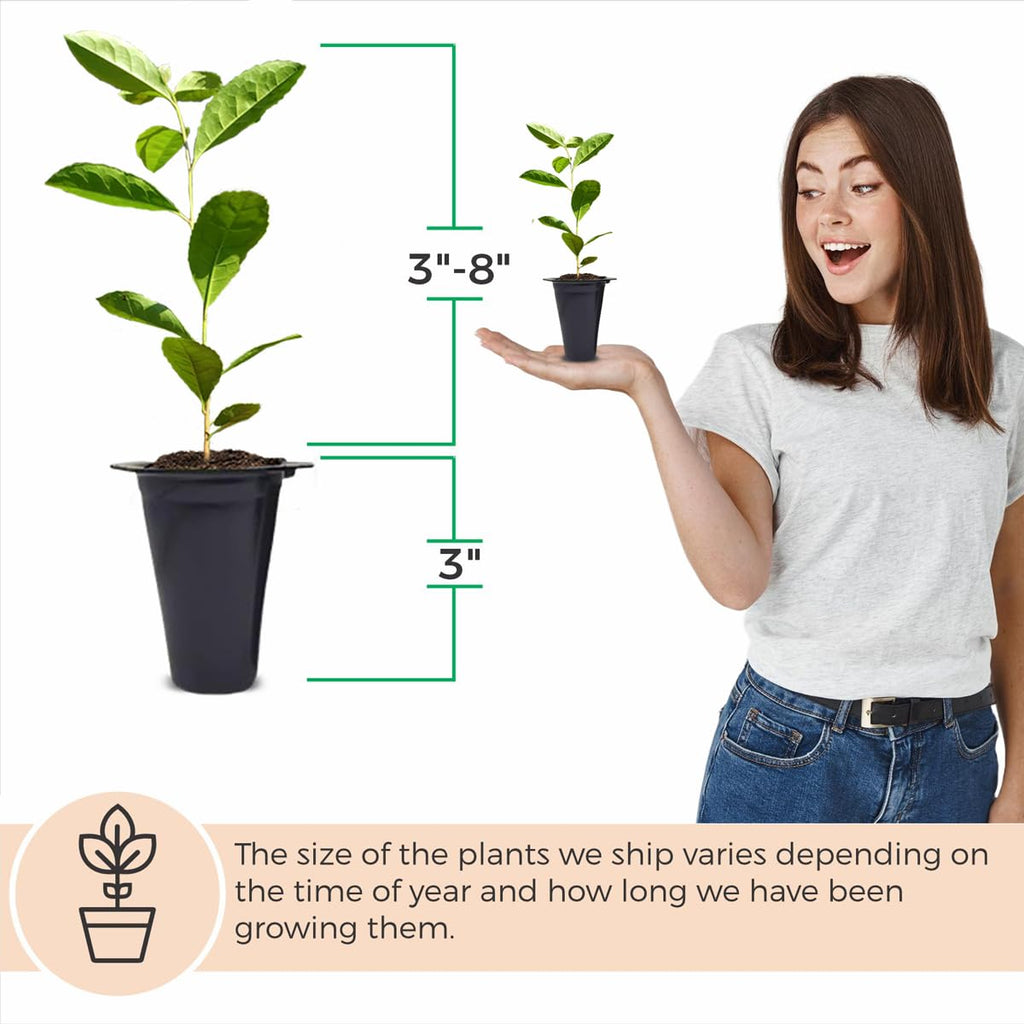 grow your own herbal tea