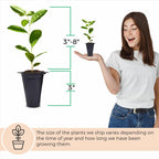 grow your own herbal tea