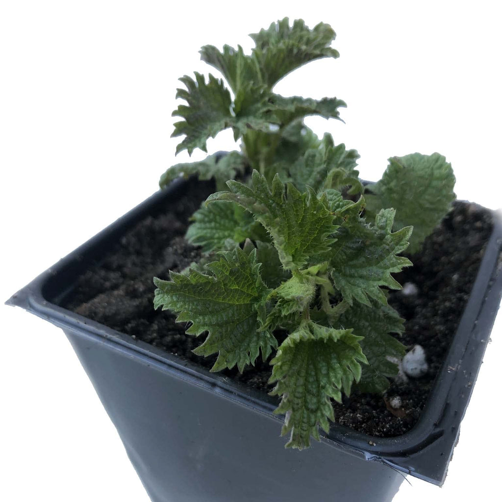 grow your own nettle at home
