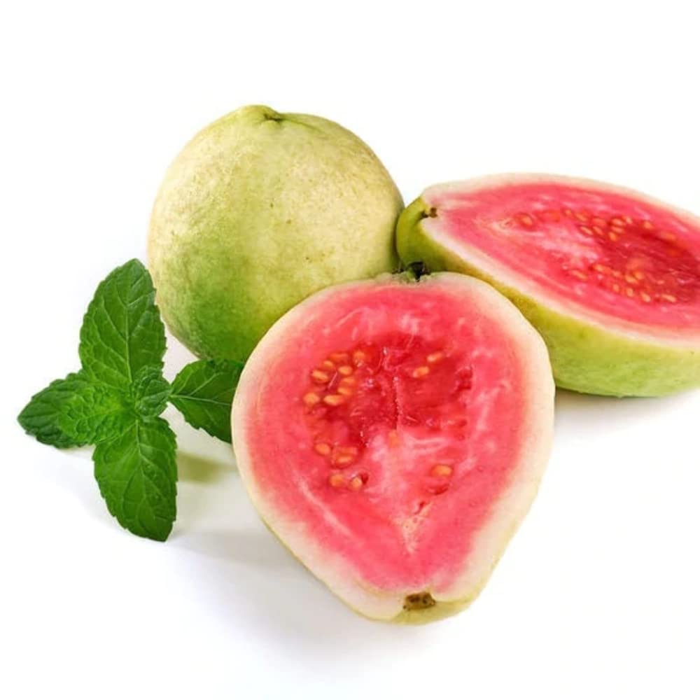 guava botanical glycerin extract benefits