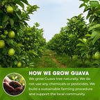 guava leaf powder for wellness