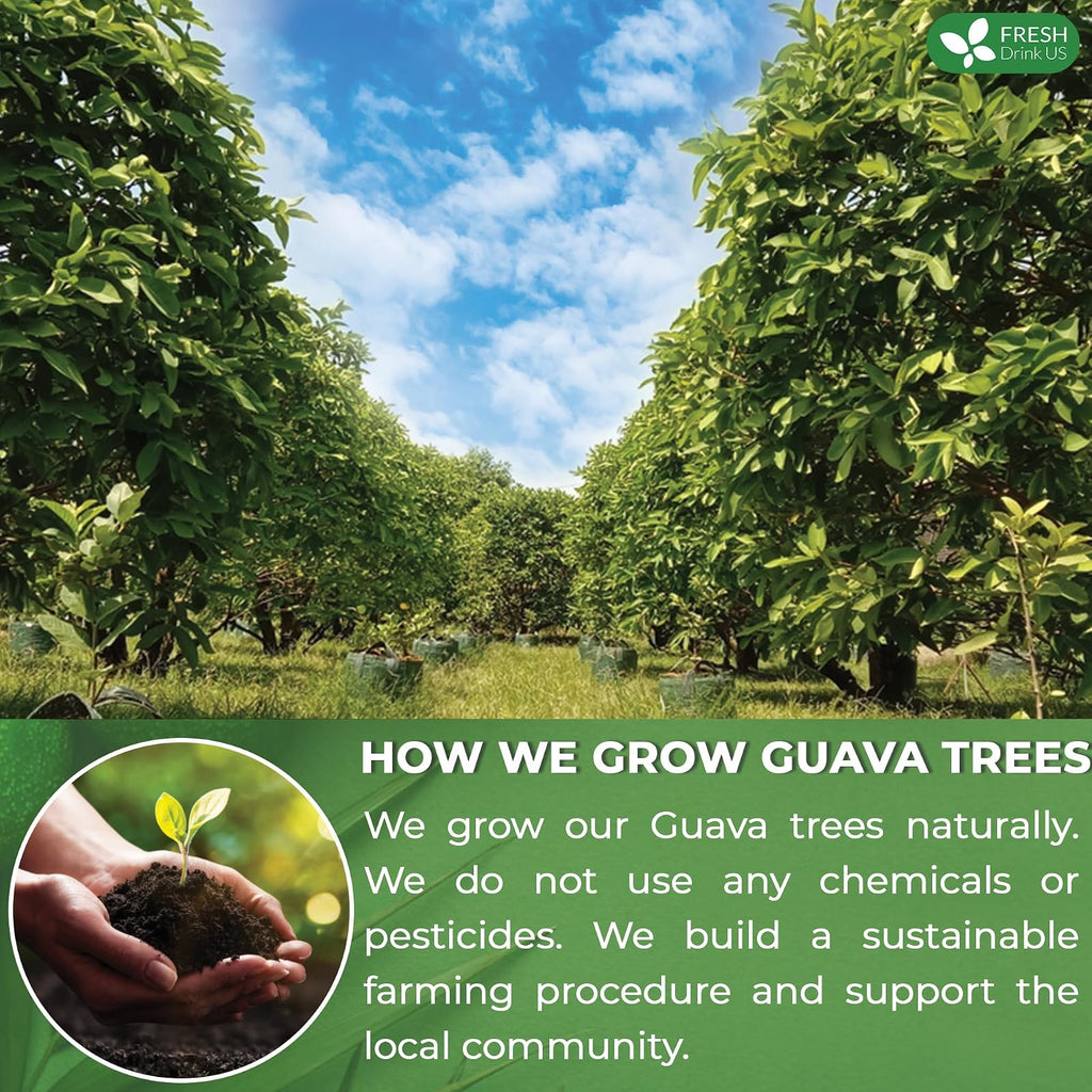 guava leaf tea for wellness