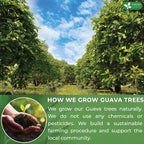 guava leaf tea for wellness