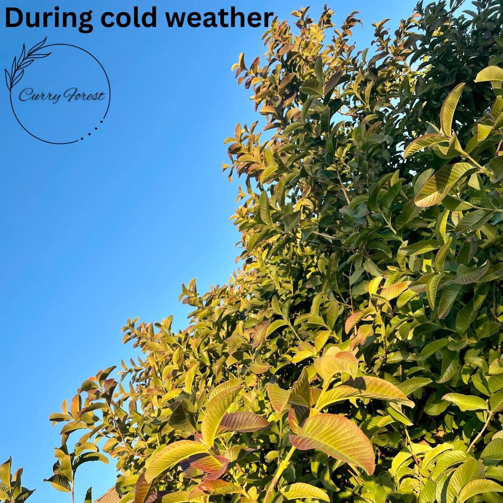 guava leaves for soothing brews