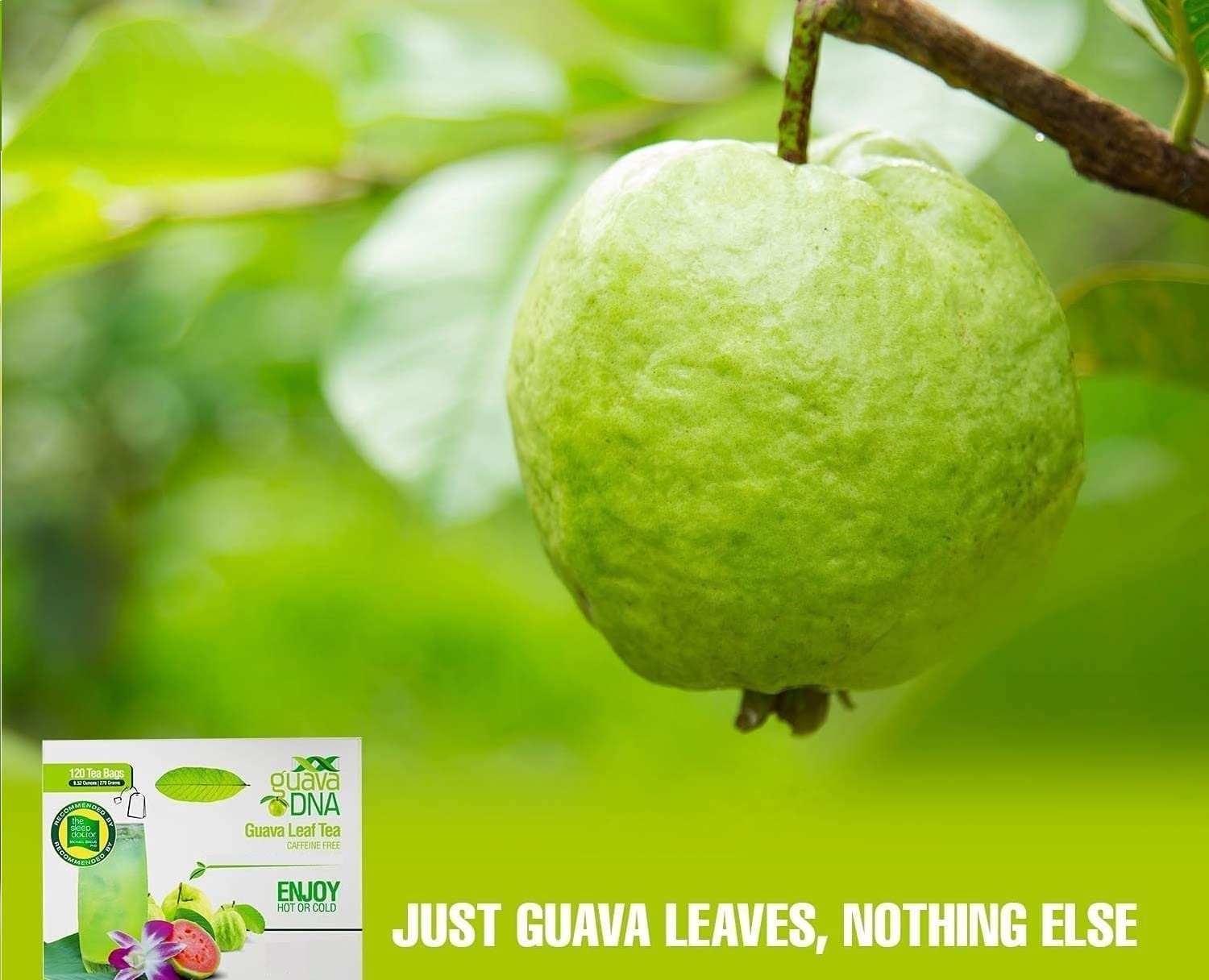 Guava tea for wellness