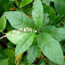 Guinea Hen Leaves herbal tea bags