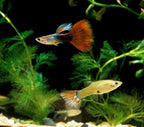 Guppy sinking granules for healthy fish