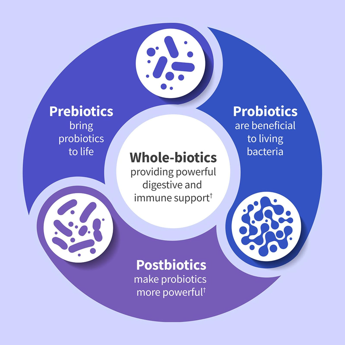 Gut brain axis support with probiotics