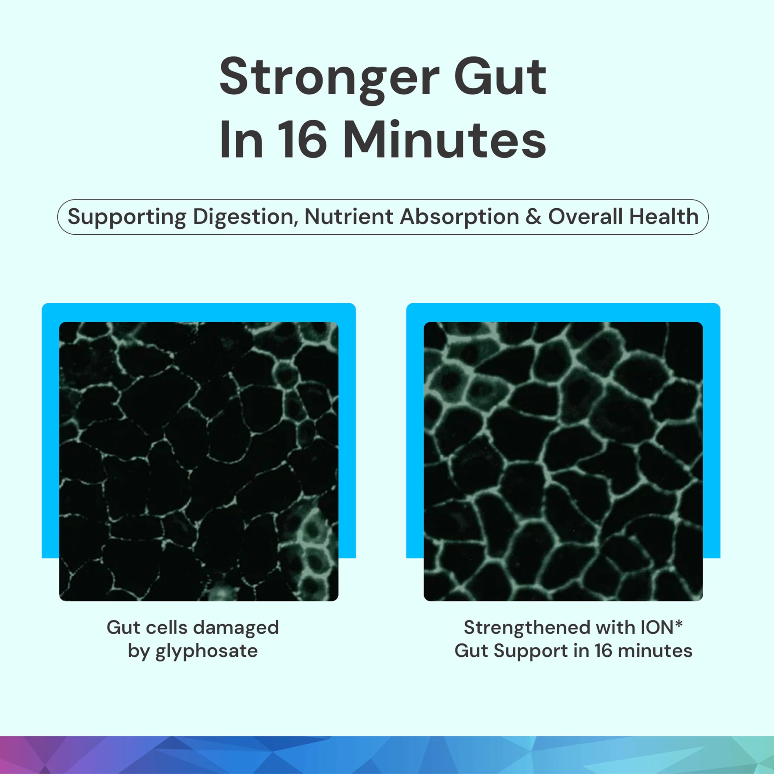 Gut Health Liquid Drops for Adults