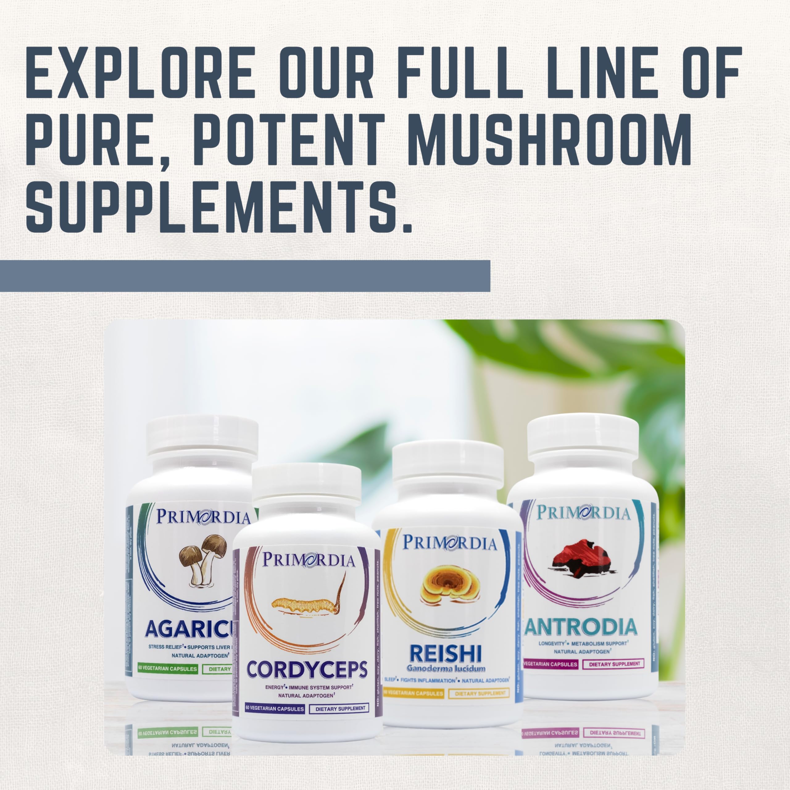 Gut health support with mushroom extract