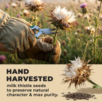 Gya Tea Co milk thistle benefits