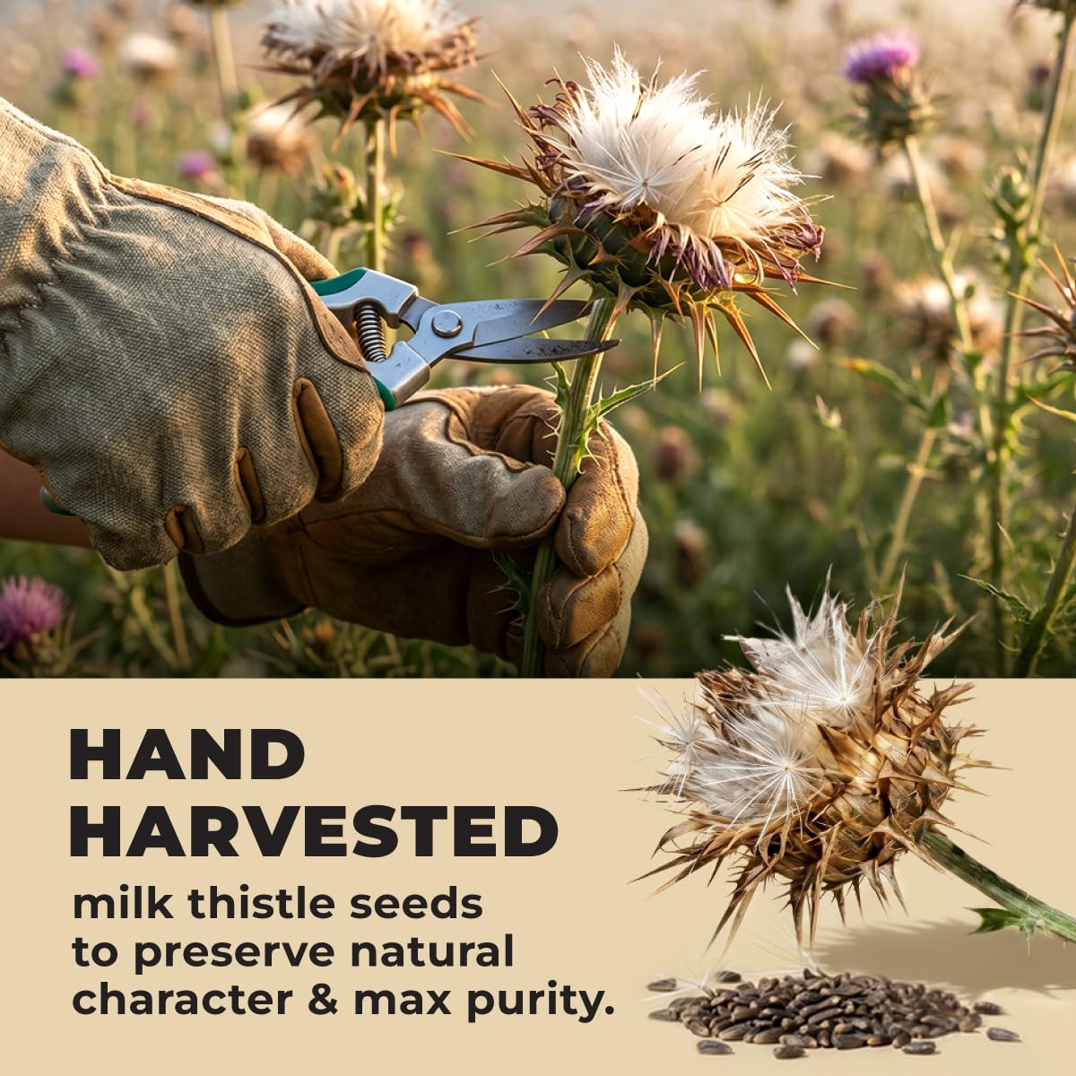 Gya Tea Co milk thistle benefits