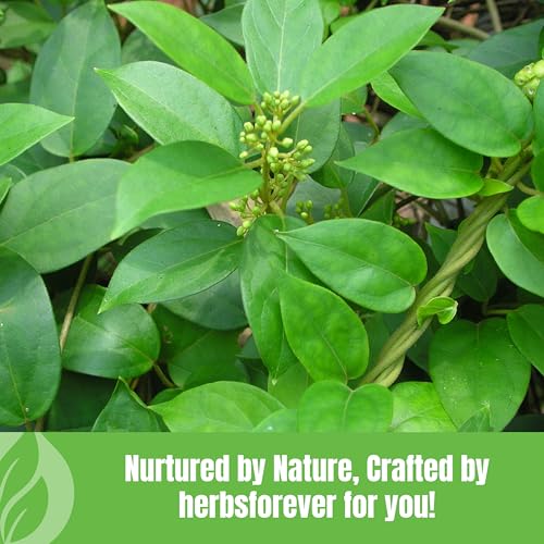 Gymnema Sylvestre capsules for energy
