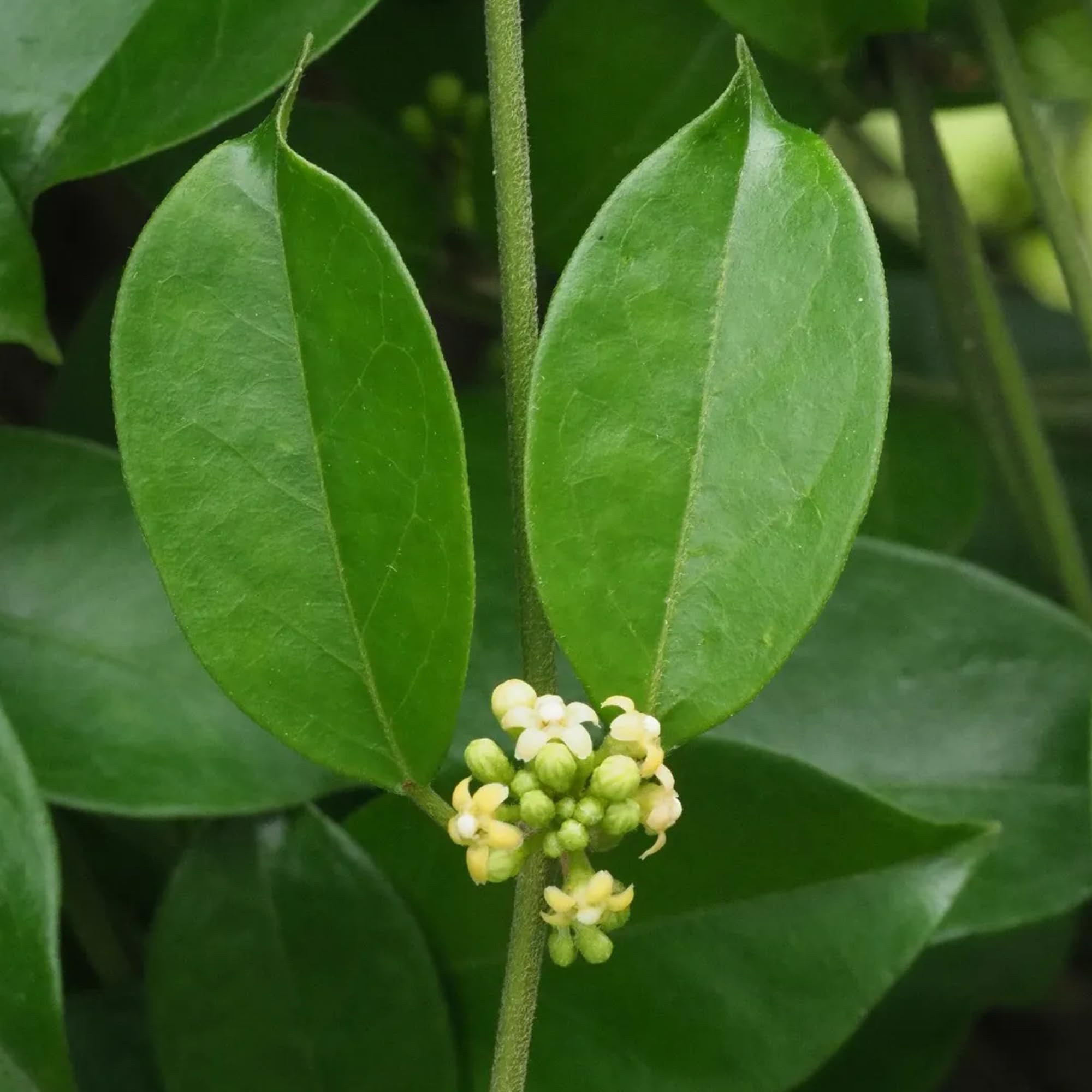 gymnema sylvestre for digestive health