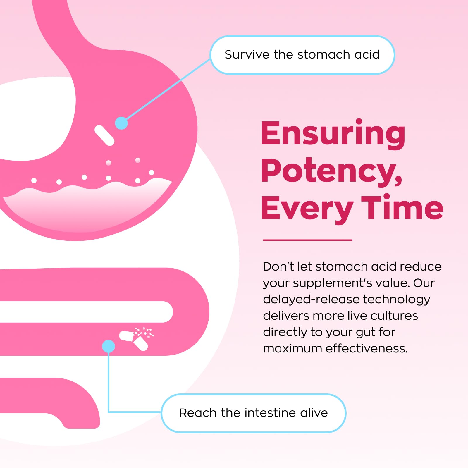 Gynable probiotics for daily wellness