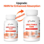 Gynable Urolithin A gummy multivitamin alternative