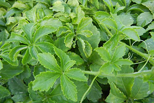 Gynostemma ginseng for overall wellness