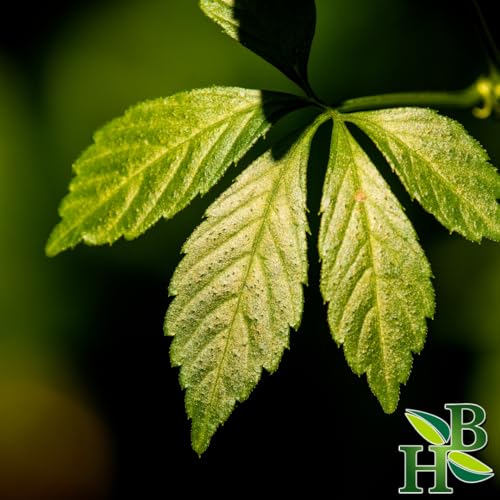 Gynostemma pentaphyllum health boost
