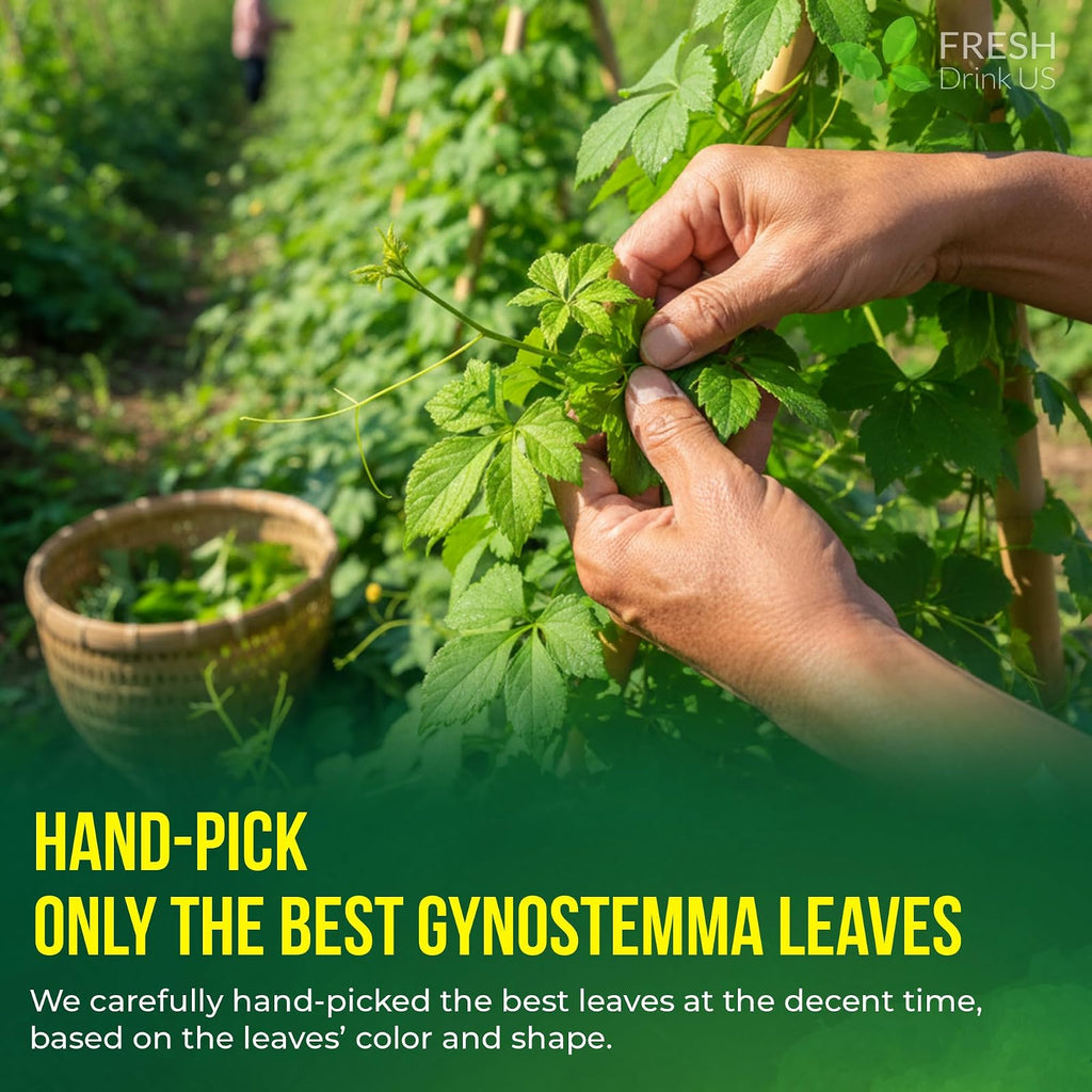 Gynostemma tea bags for relaxation