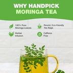 handpick moringa tea for wellness
