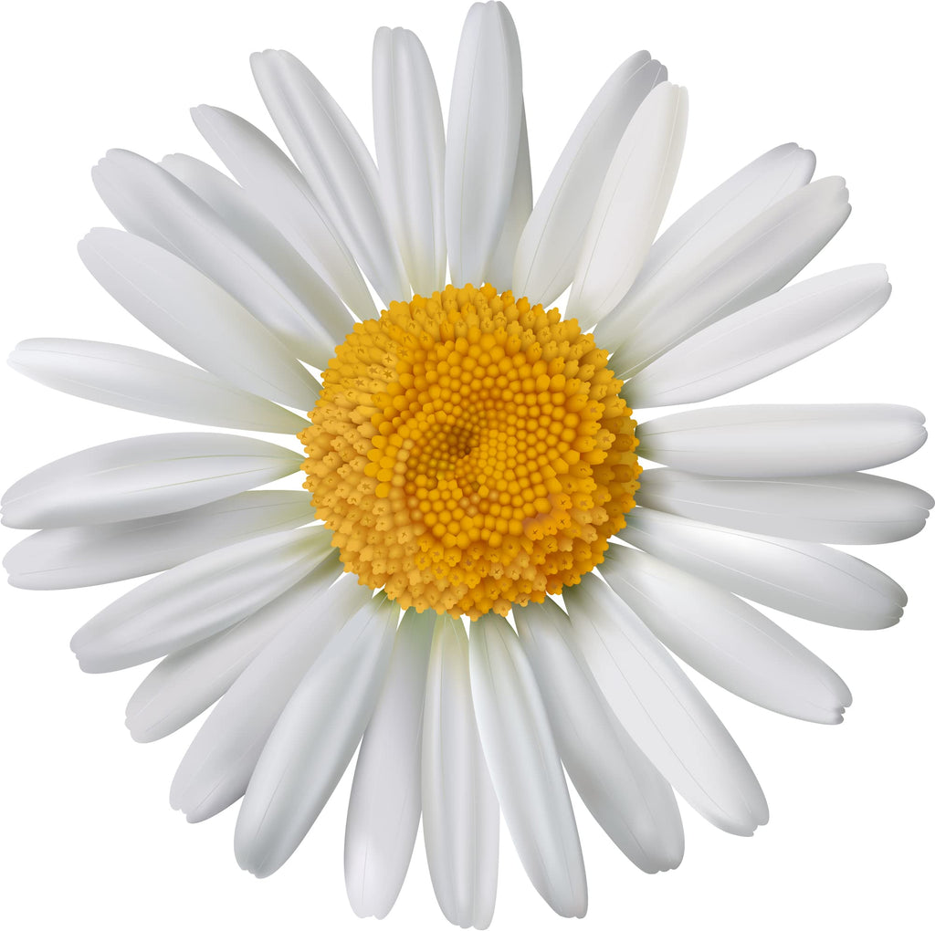 handpicked chamomile flowers loose tea